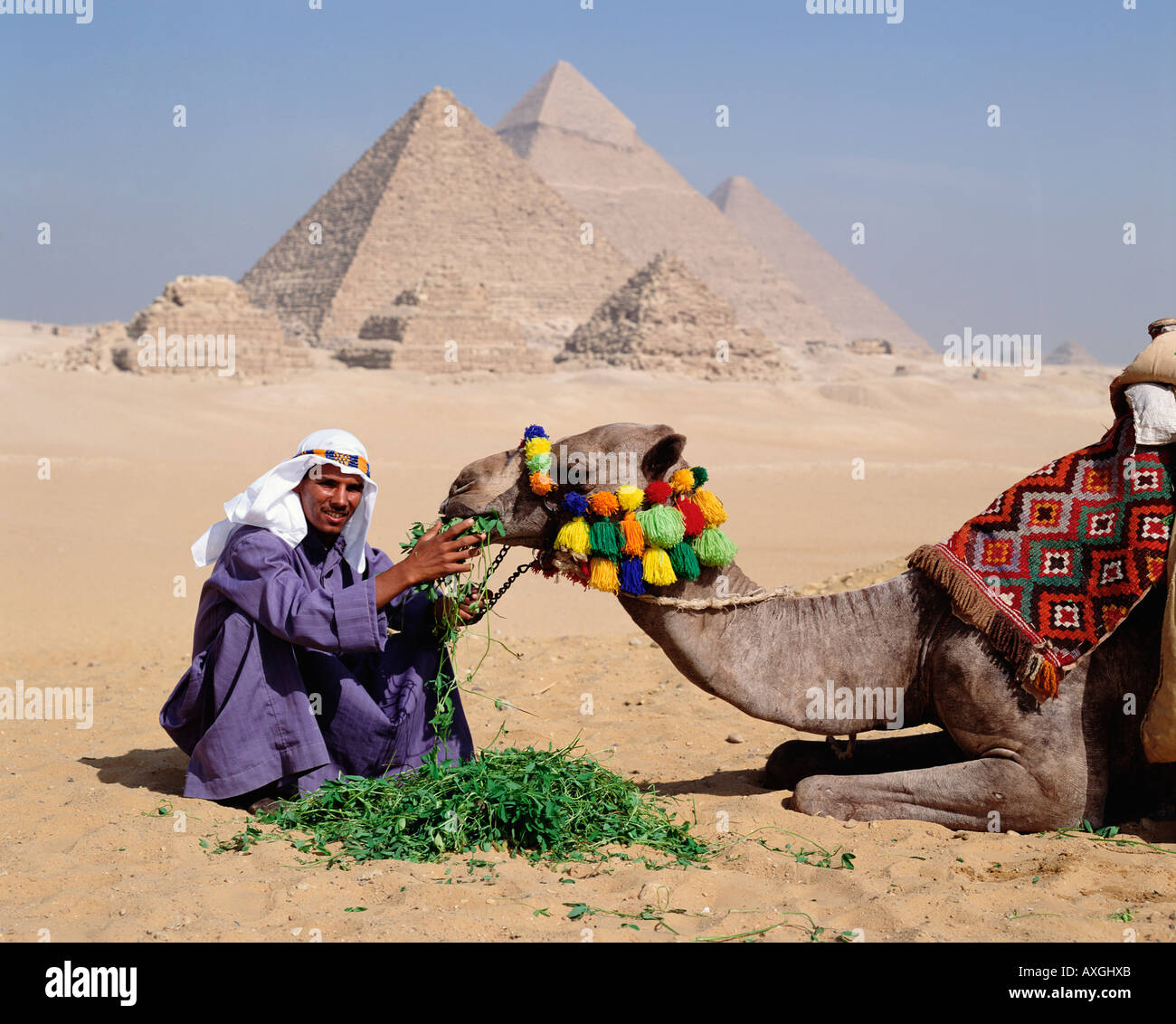 Camel Driver feeding his Camel, Giza, Cairo, Egypt, North Africa Stock ...