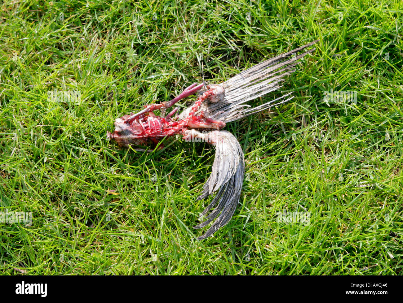 Mangled body hi-res stock photography and images - Alamy