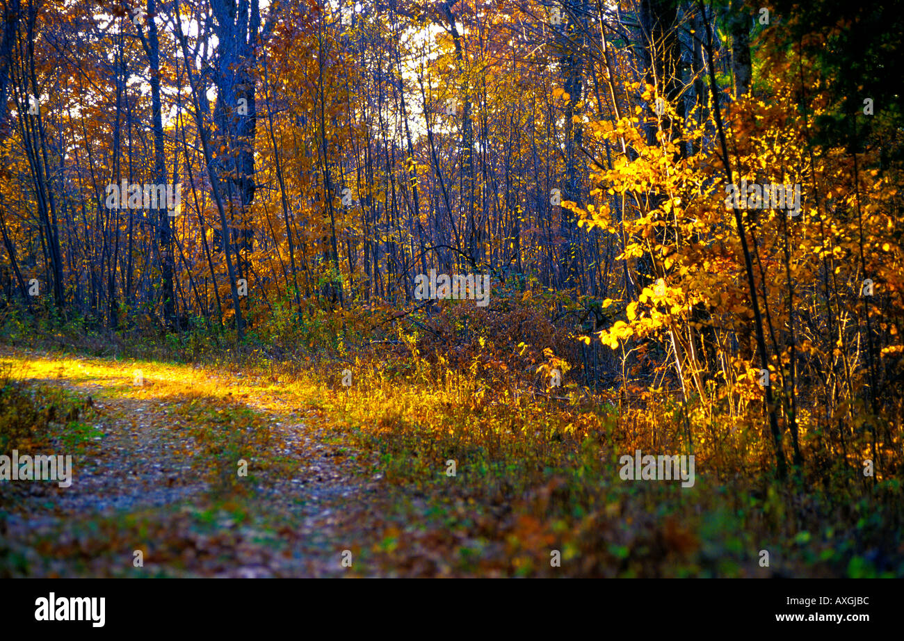 Forest Trail in Sunlight Stock Photo - Alamy