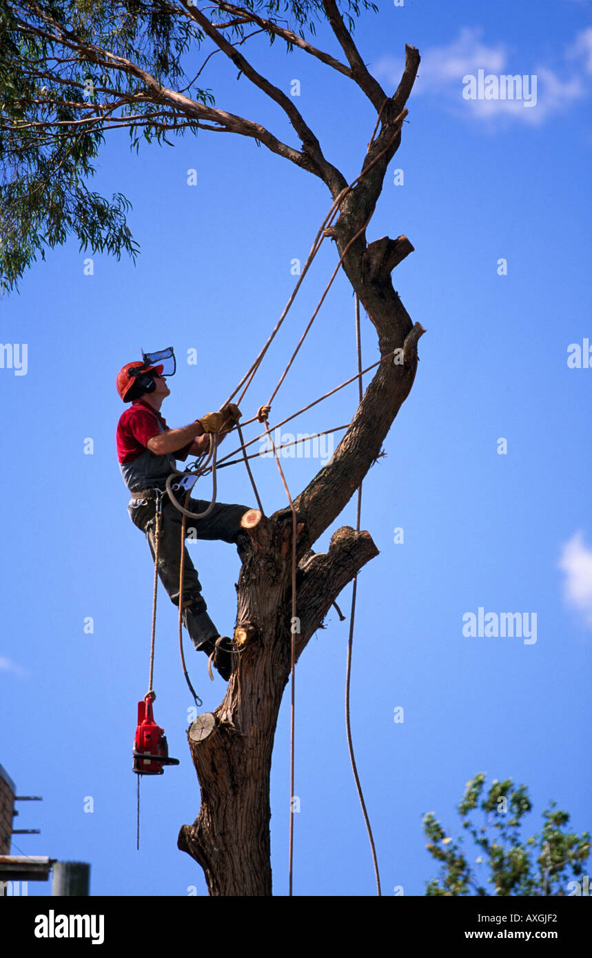 Arborist australia hi-res stock photography and images - Alamy