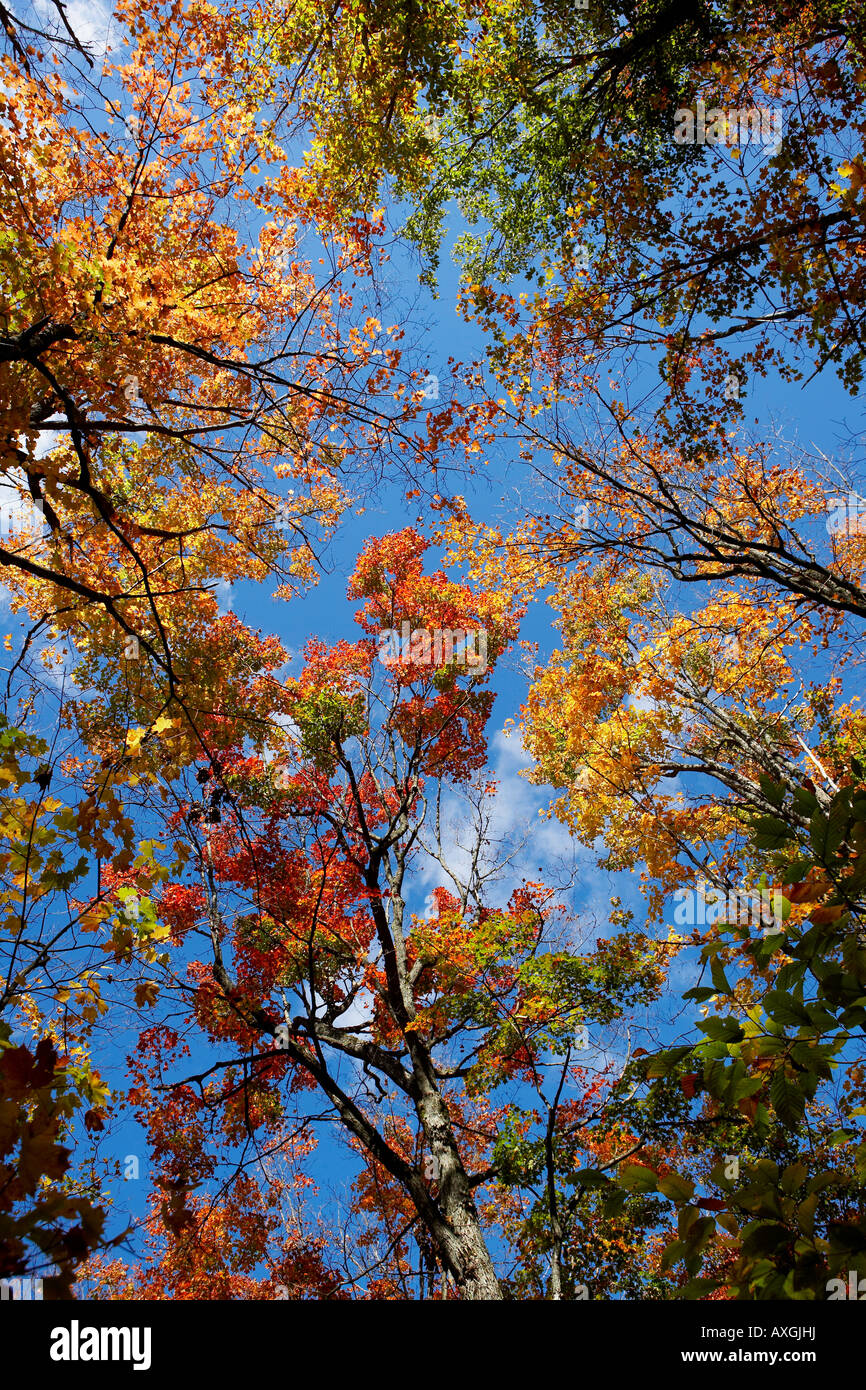 Trees in Fall, Algonquin Park, Ontario, Canada Stock Photo - Alamy