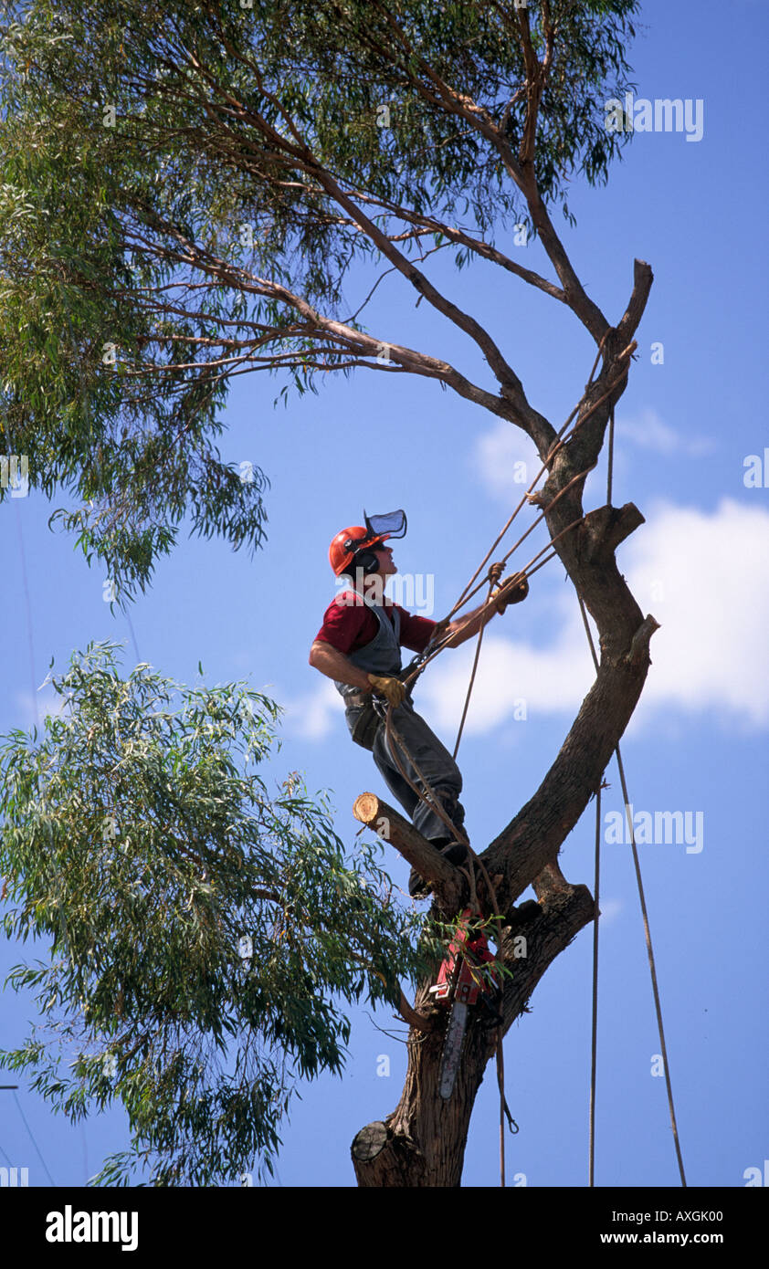 Arborist australia hi-res stock photography and images - Alamy