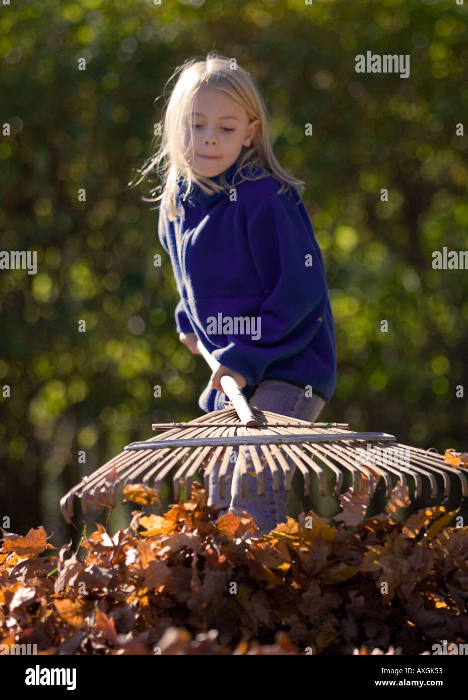 Child raking leaves in her backyard Stock Photo - Alamy