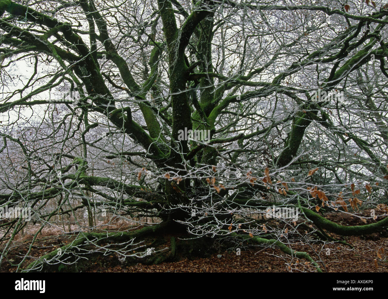 Beech tree in winter on the Blackdown Hills in Somerset Stock Photo - Alamy