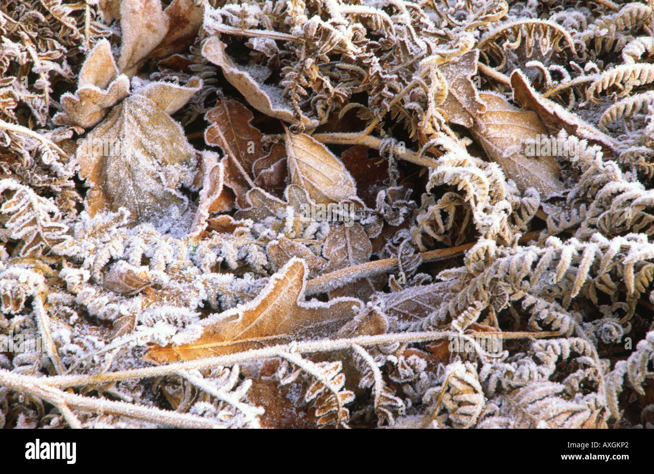 Frosted edges of leaves hi-res stock photography and images - Alamy