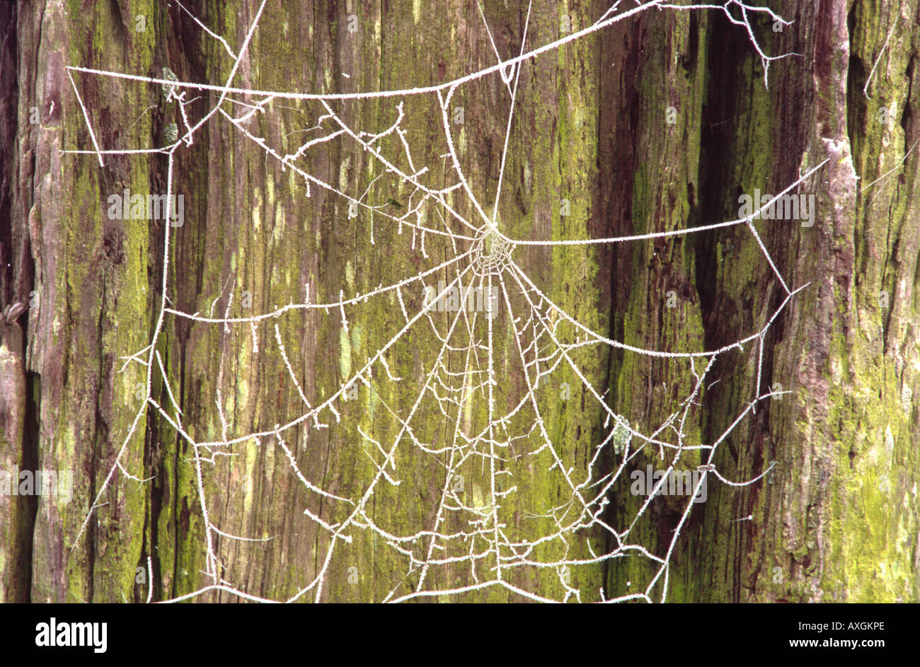 Frosted cobweb hi-res stock photography and images - Alamy