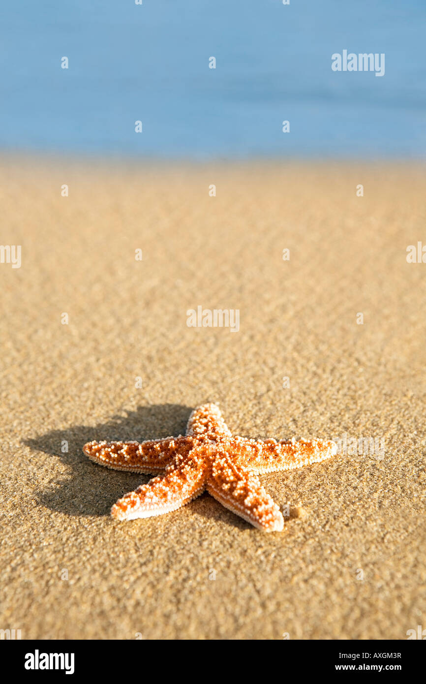 Dead starfish shore hi-res stock photography and images - Alamy