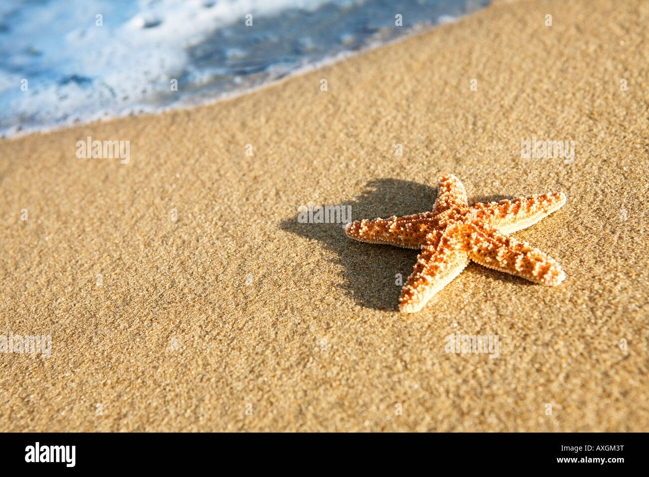 Starfish on Beach Stock Photo - Alamy