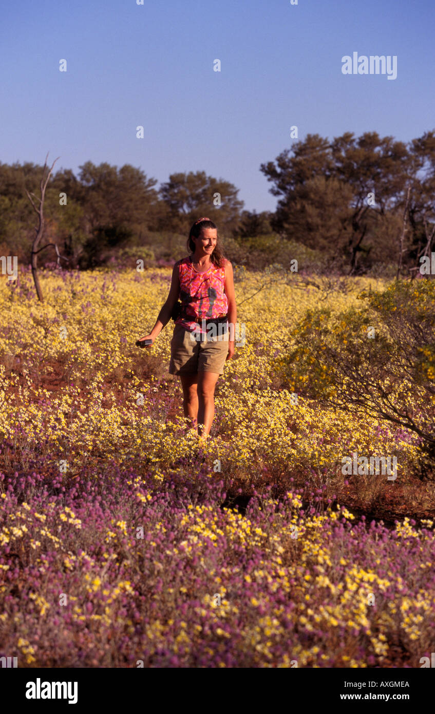 Wildflowers in mulga scrub Western Australia Stock Photo - Alamy