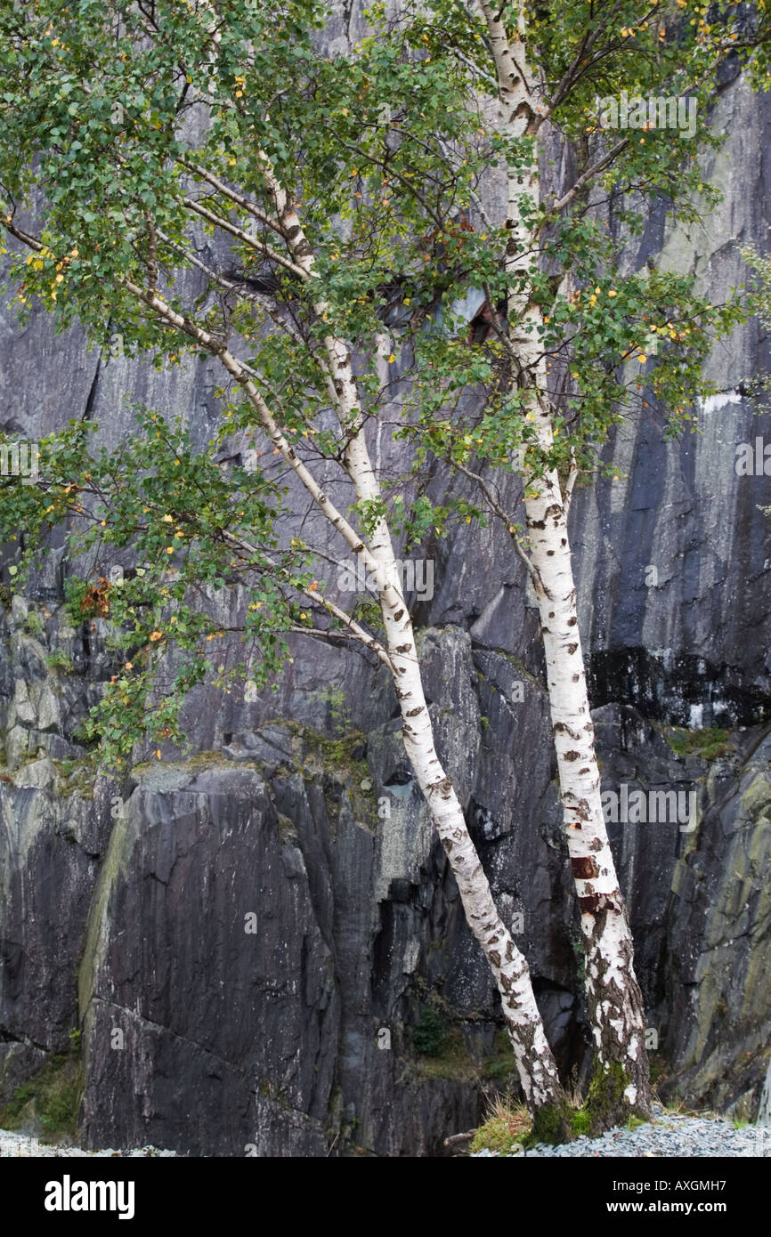 Birch trees against the slate of Hodge Close quarry Stock Photo - Alamy
