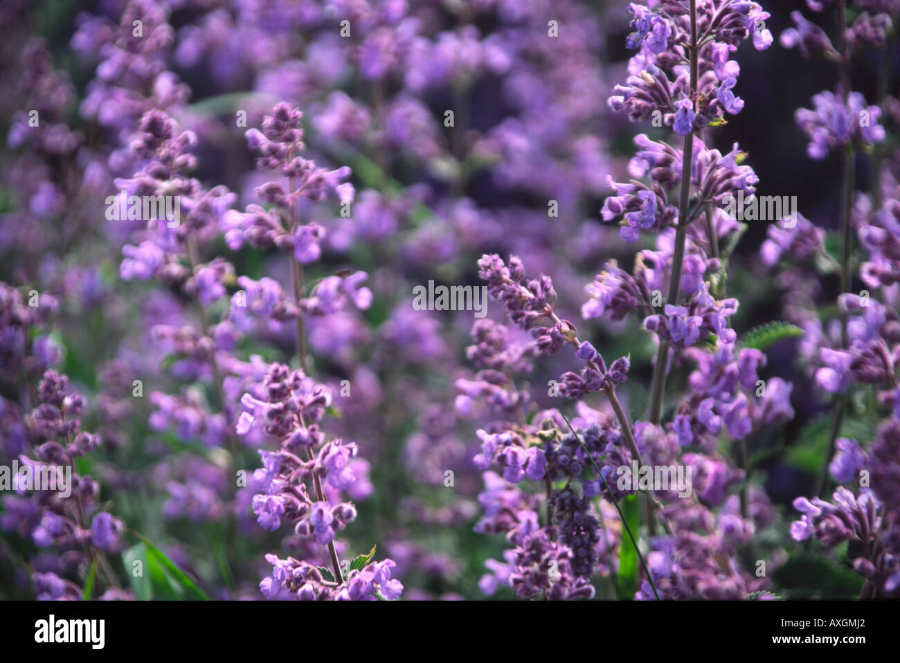 Lavender blue flowers of catmint Stock Photo - Alamy