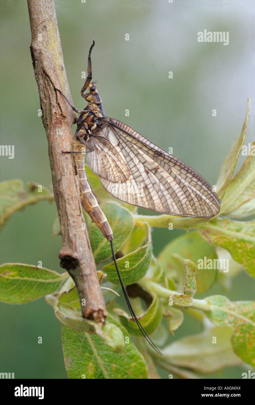 Mayfly (Ephemera danica Stock Photo - Alamy