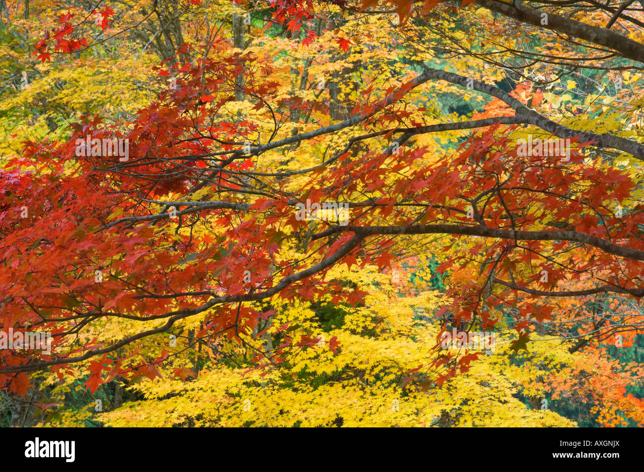 Maple Trees, Kansai, Honshu, Japan Stock Photo - Alamy