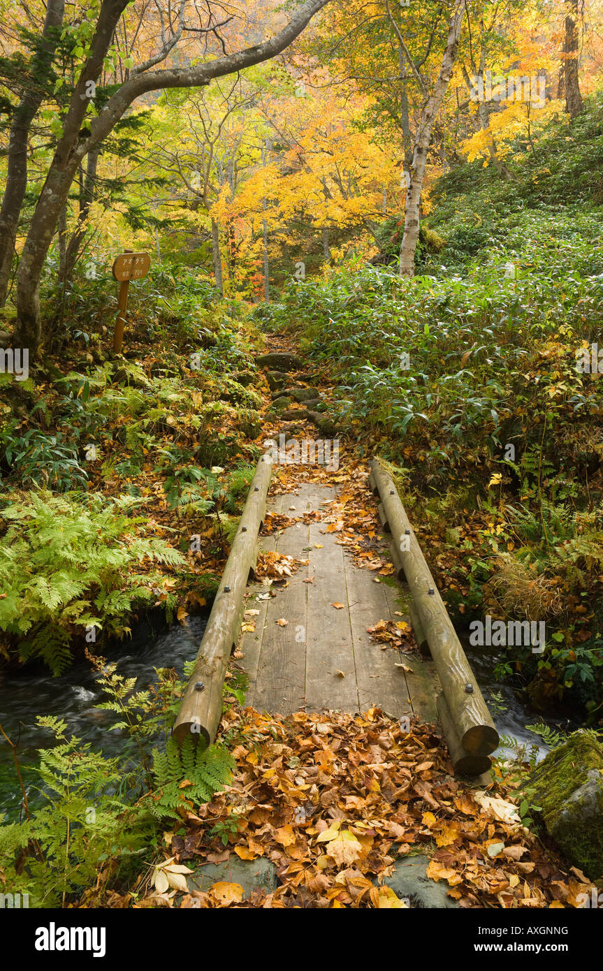 Walkway in Forest, Hokkaido, Japan Stock Photo - Alamy