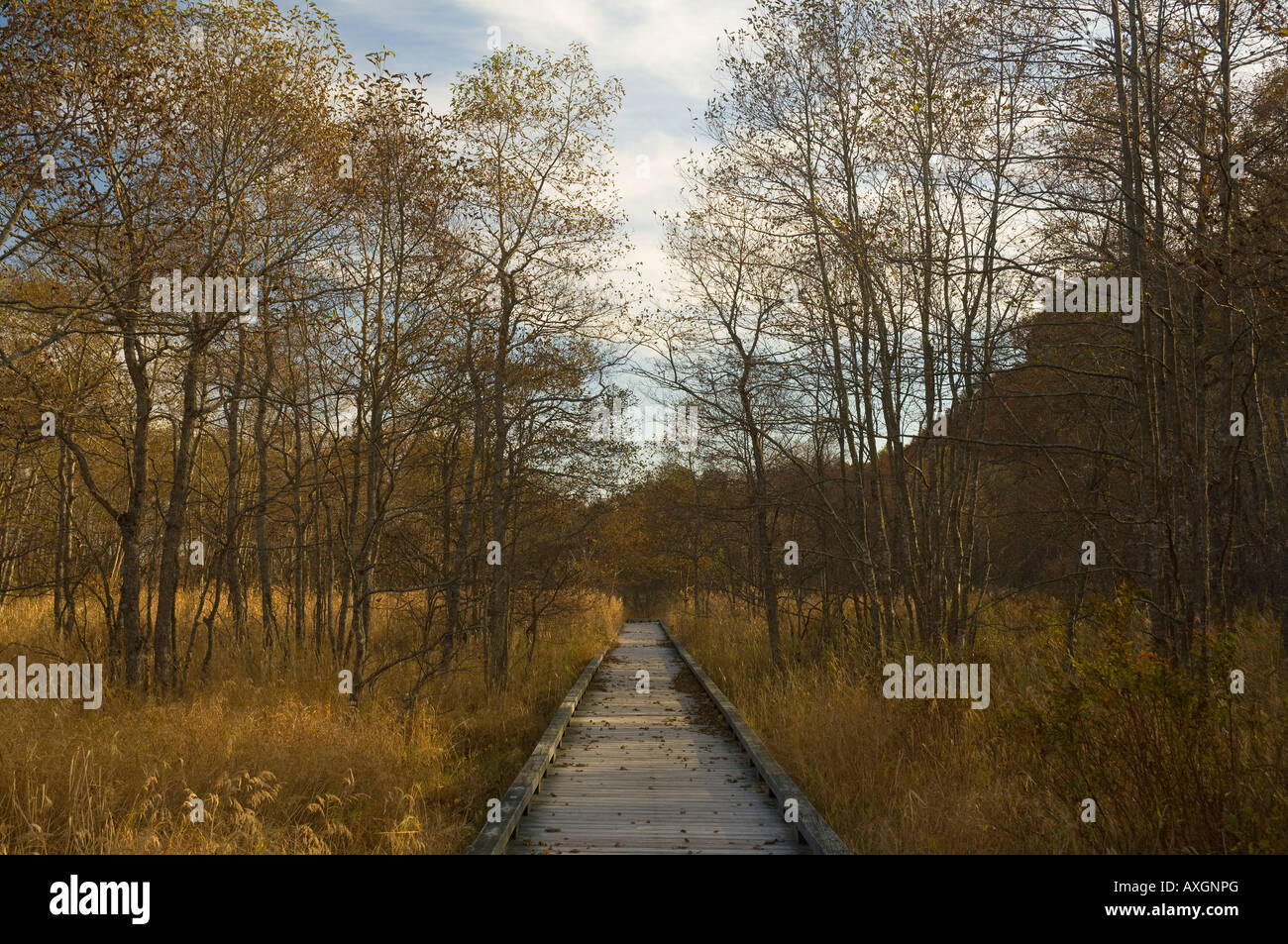 Boardwalk through Marsh, Kushiro Shitsugen National Park, Hokkaido ...