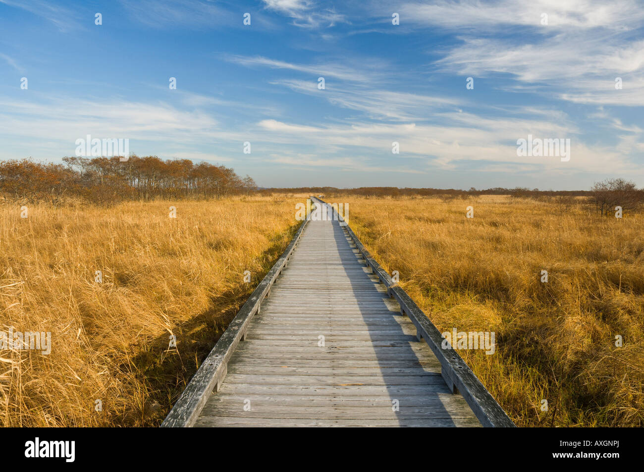 Boardwalk through Marsh, Kushiro Shitsugen National Park, Hokkaido ...
