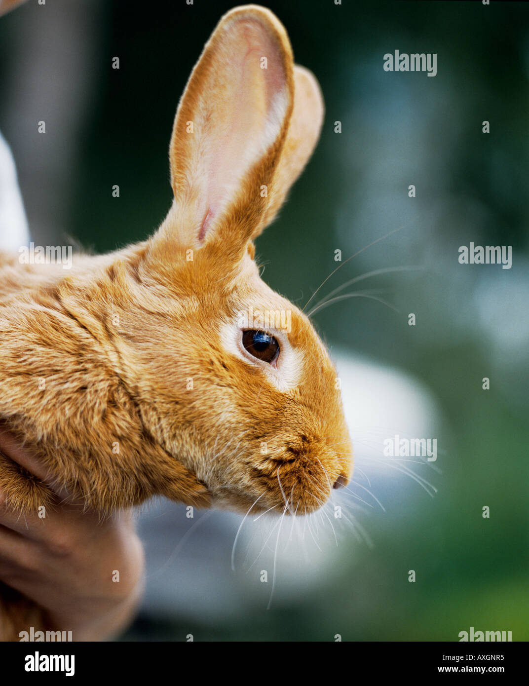 New zealand rabbit hi-res stock photography and images - Alamy