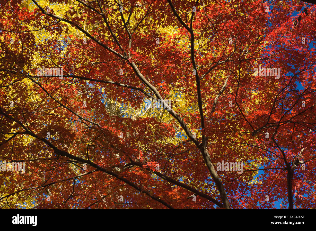 Gingko and Japanese Maple Trees, Nanzenji Temple, Kyoto, Japan Stock ...