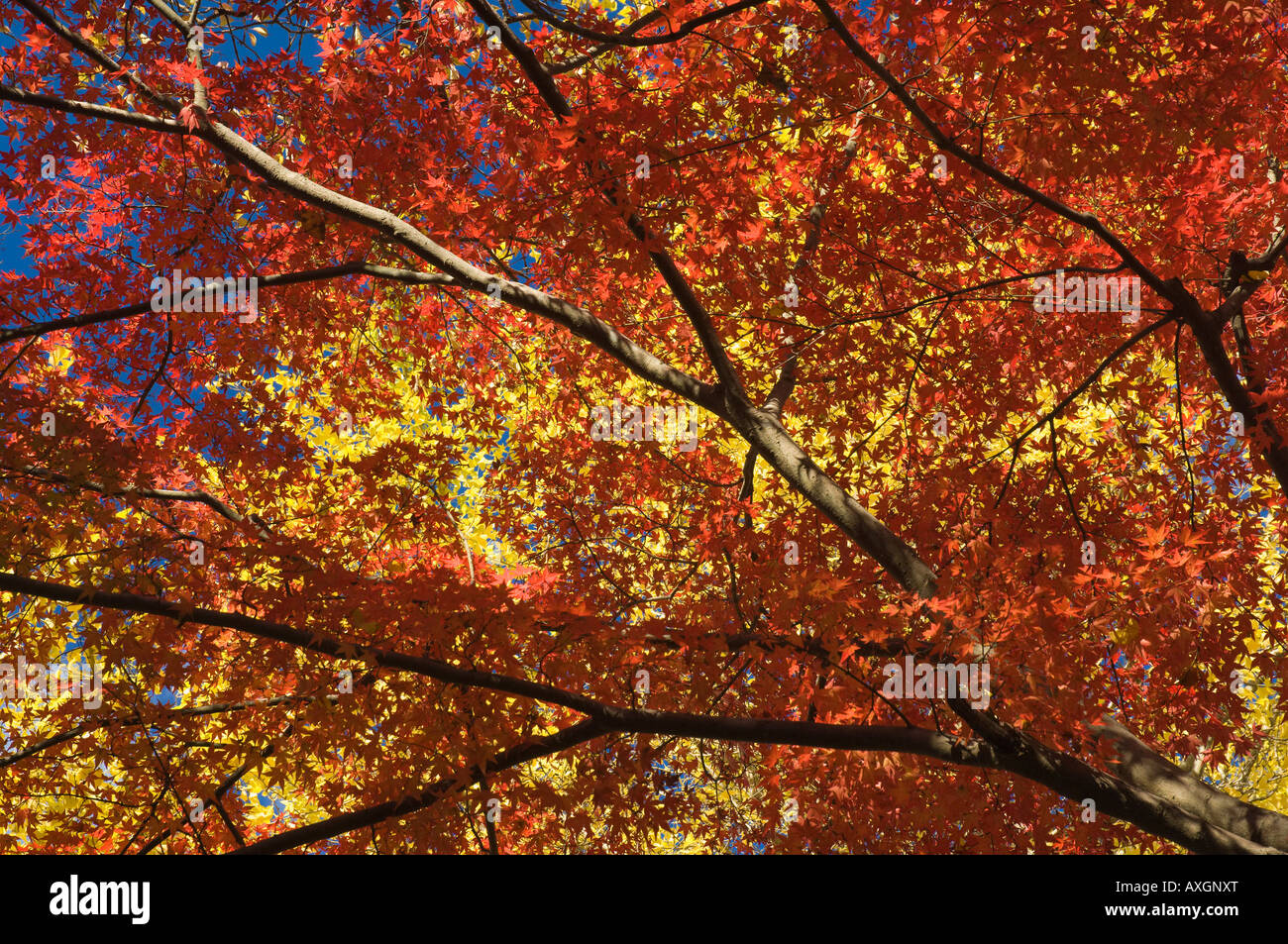 Gingko and Japanese Maple Trees, Nanzenji Temple, Kyoto, Japan Stock ...