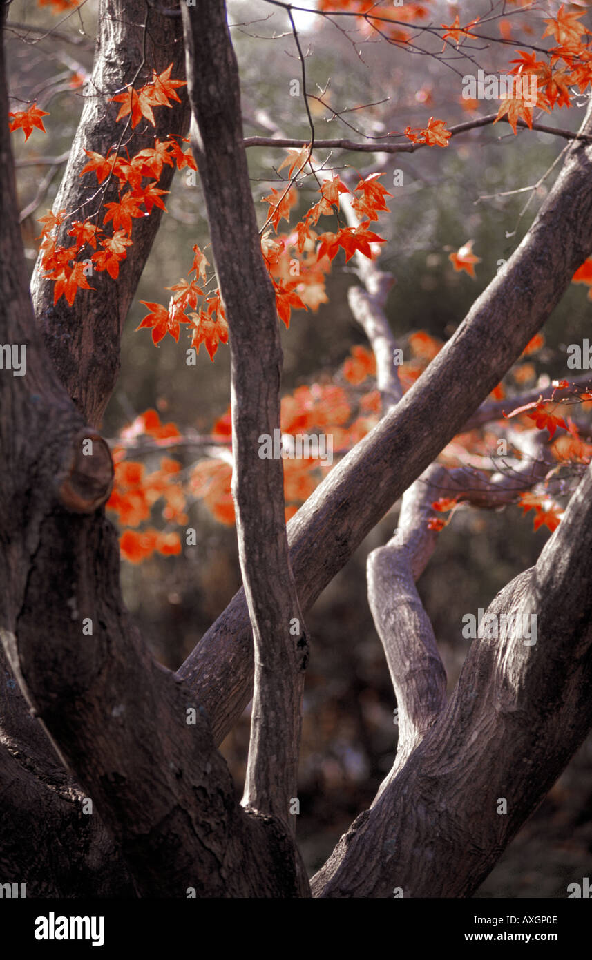 Red and Black Tree Stock Photo - Alamy