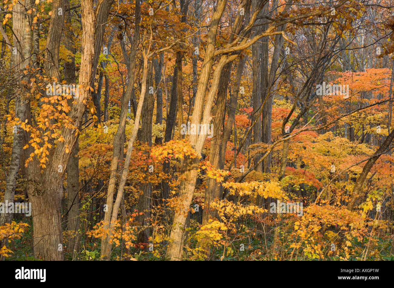 Onuma national park hi-res stock photography and images - Alamy