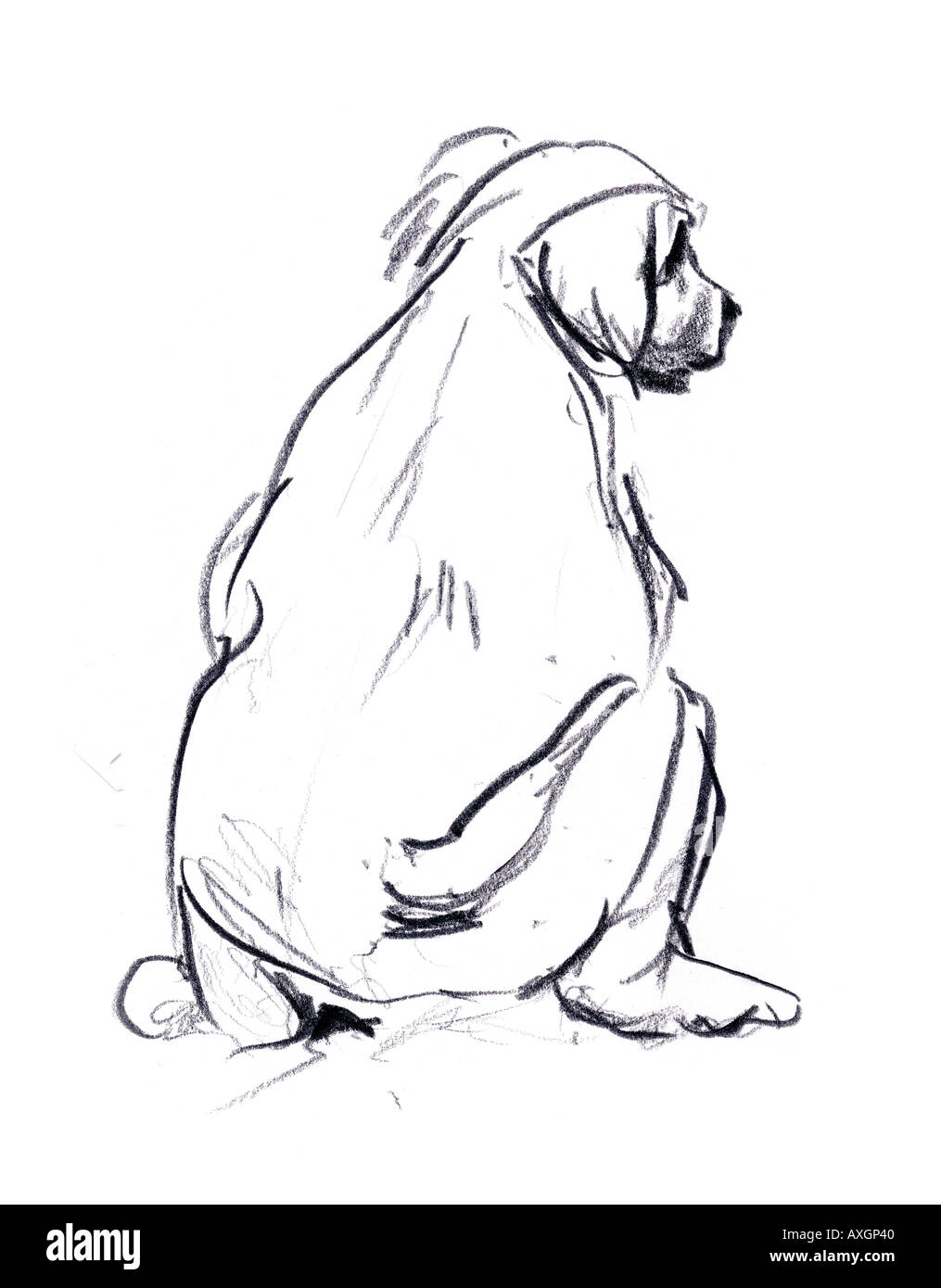 Squat dog hi-res stock photography and images - Alamy