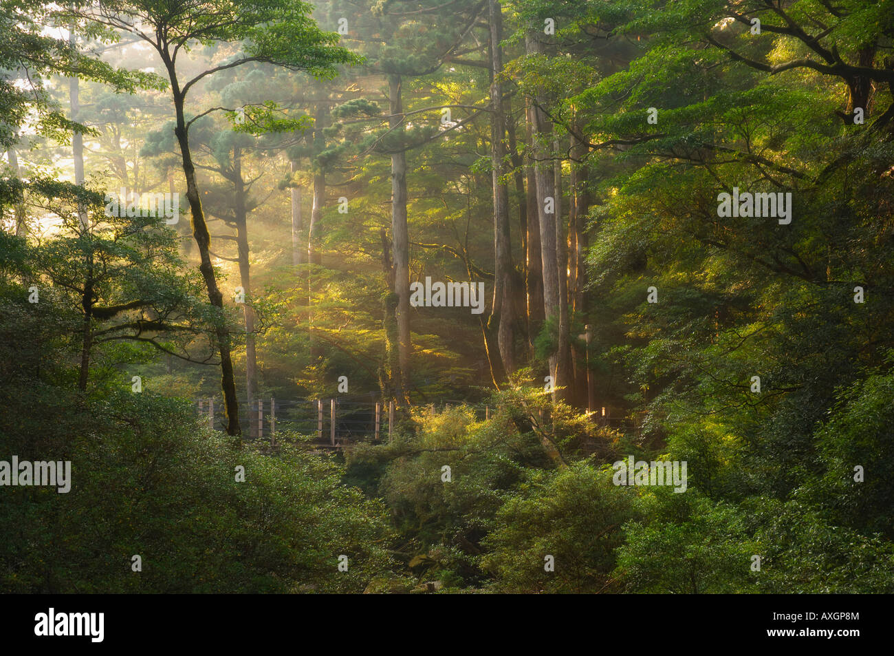 Forest in Yakushima, Kyushu, Japan Stock Photo - Alamy