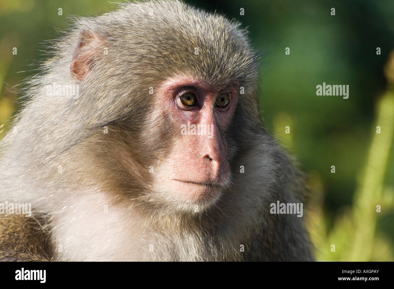 Monkey Looking Sideways High Resolution Stock Photography and Images ...