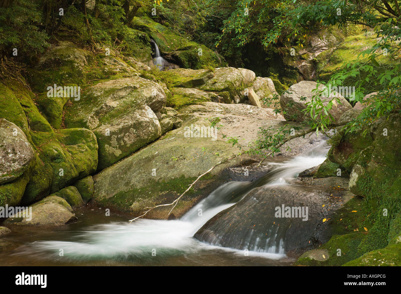 Stream in Forest, Yakushima, Kyushu, Japan Stock Photo - Alamy