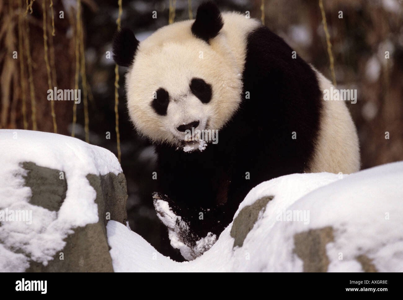 Washington dc national zoo pandas hi-res stock photography and images ...