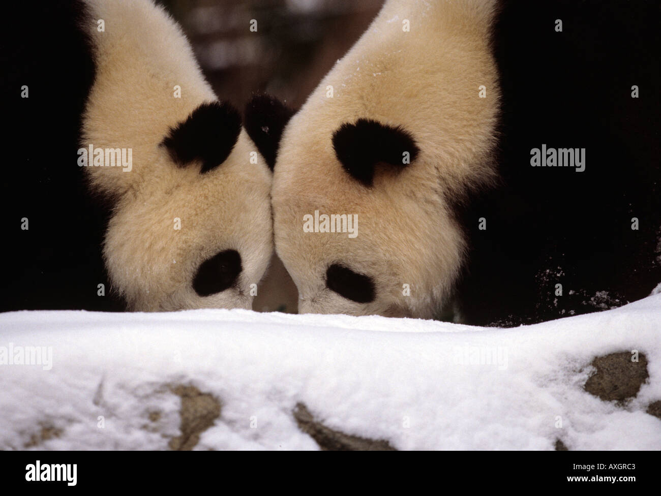 Pandas cuddling hi-res stock photography and images - Alamy