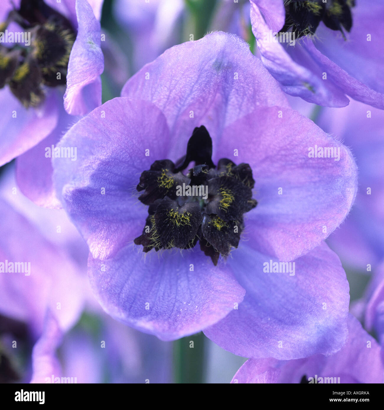 Delphinium Tiger Eye Spikes Stock Photo - Alamy