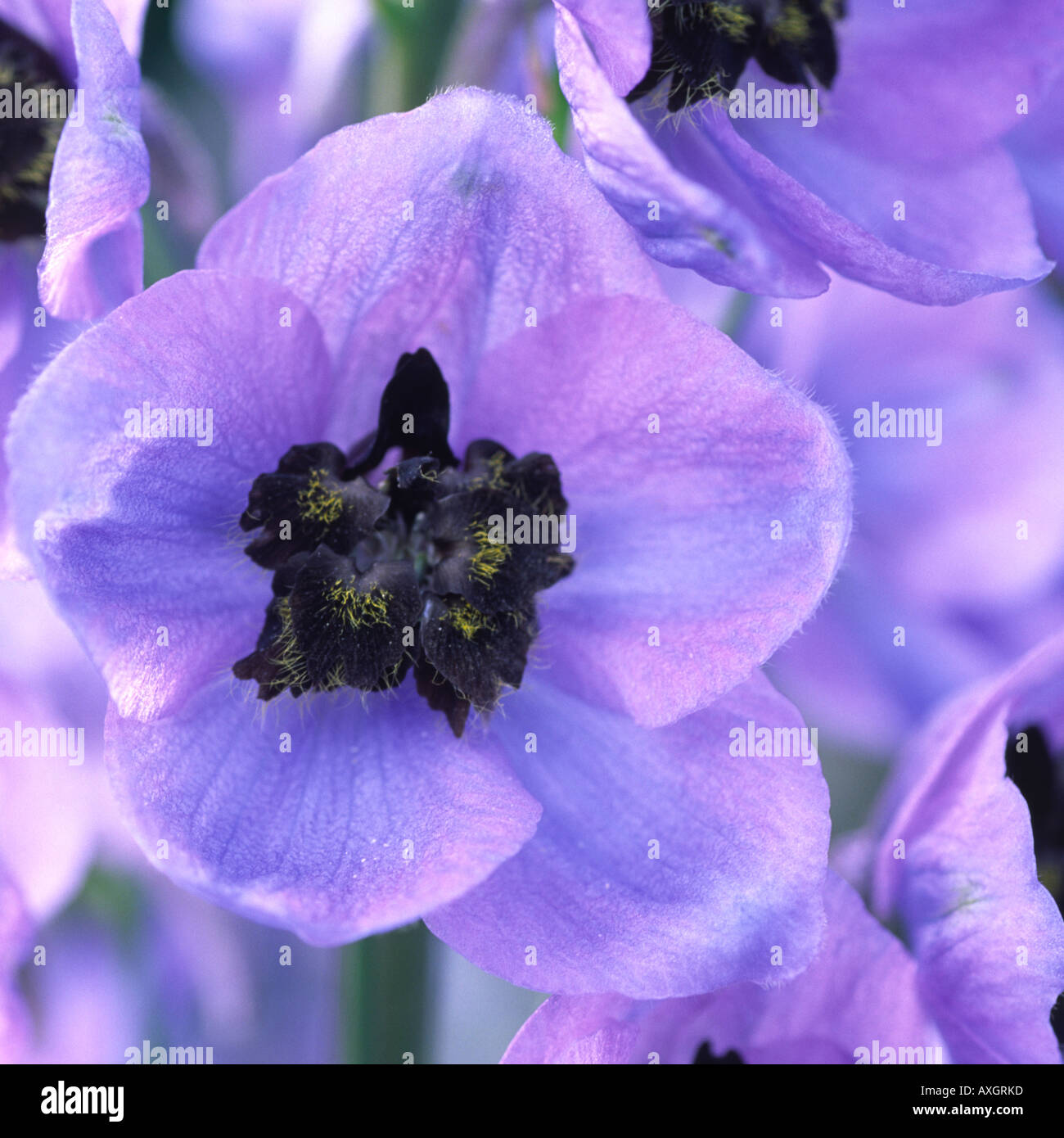 Delphinium Tiger Eye Spikes Stock Photo - Alamy