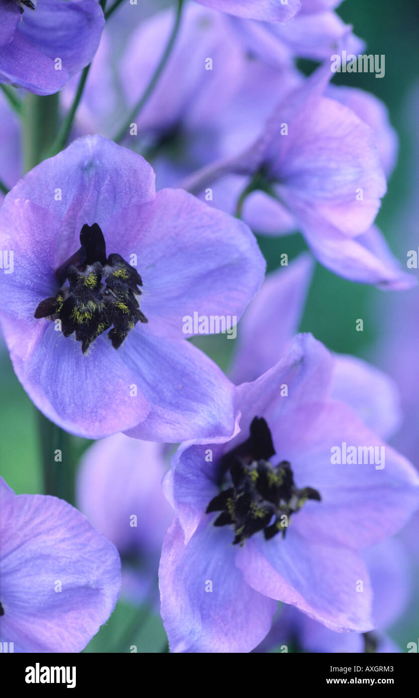 Delphinium Tiger Eye Spikes Stock Photo - Alamy