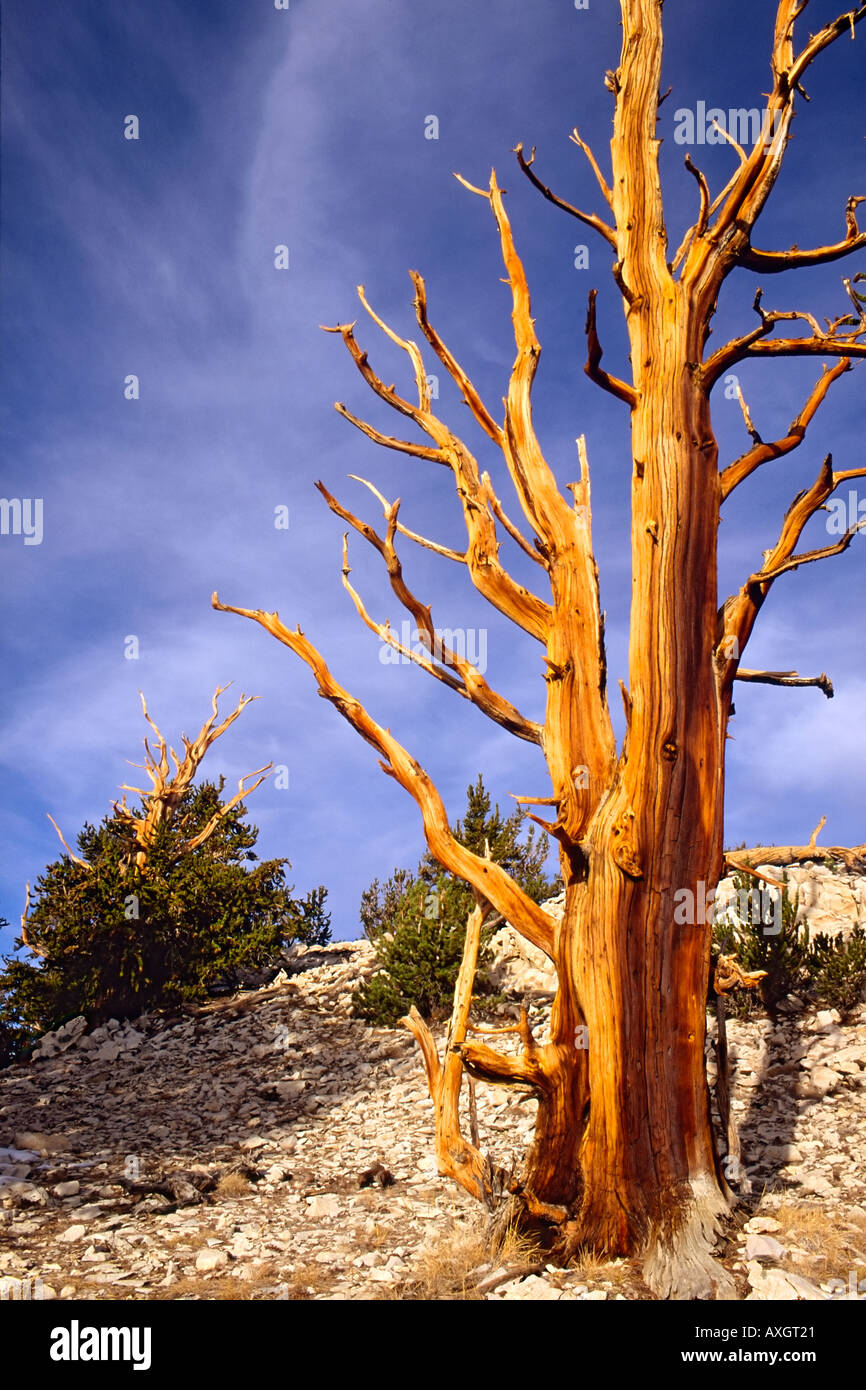 Bristlecone Pine Pinus longaeva at sunrise Bristlecone Pine Forest in ...