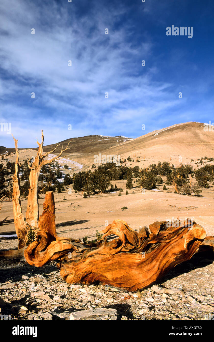 Bristlecone Pine Pinus longaeva Bristlecone Pine Forest in the Inyo ...