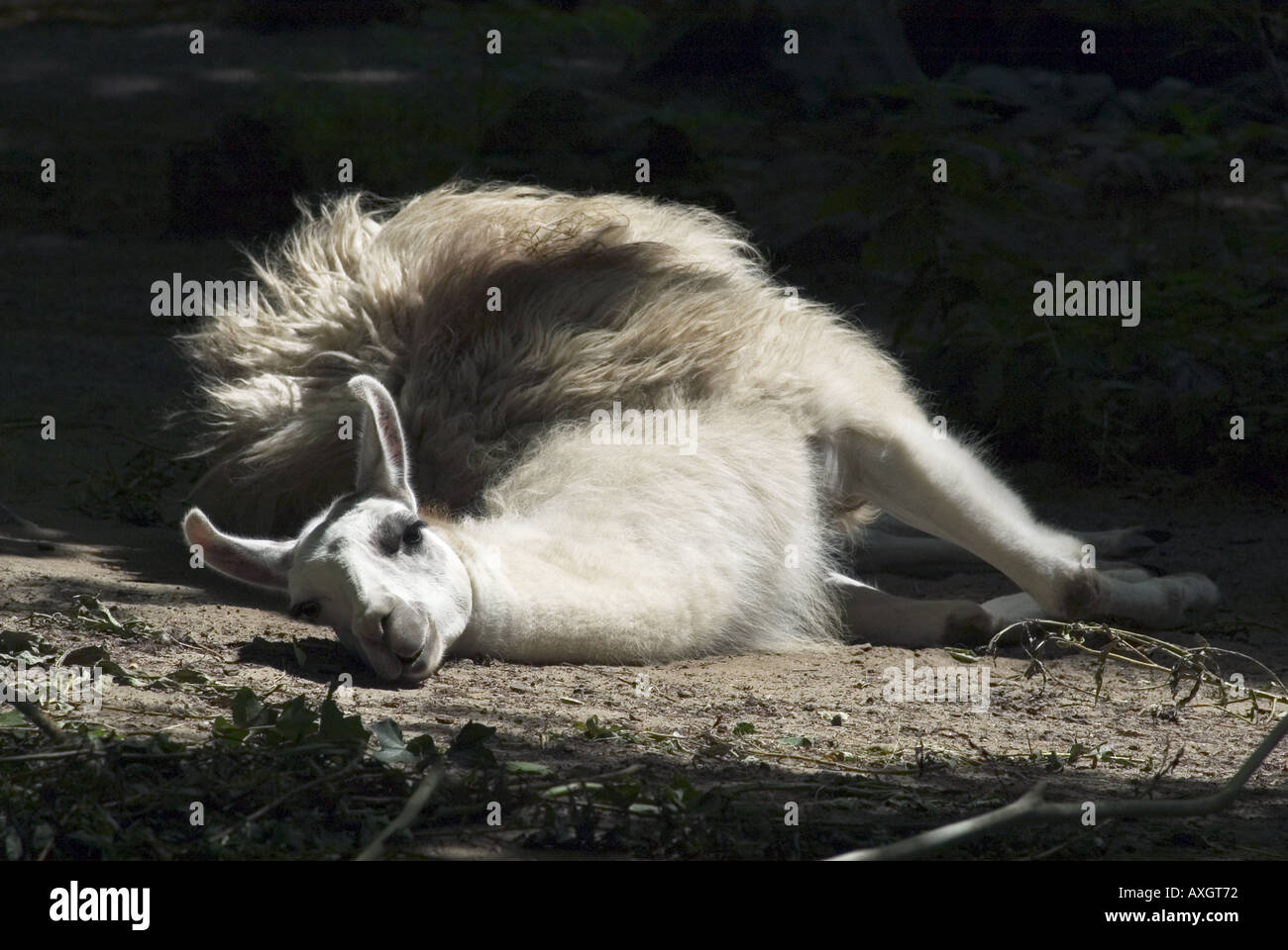 Sleeping llama hi-res stock photography and images - Alamy
