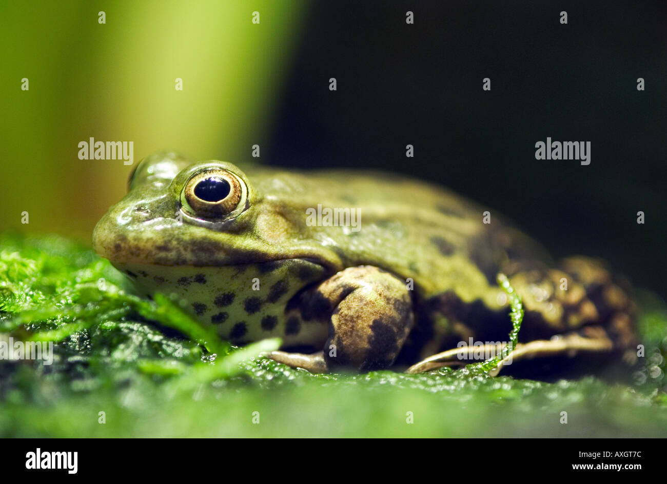 Frog lying down hi-res stock photography and images - Alamy