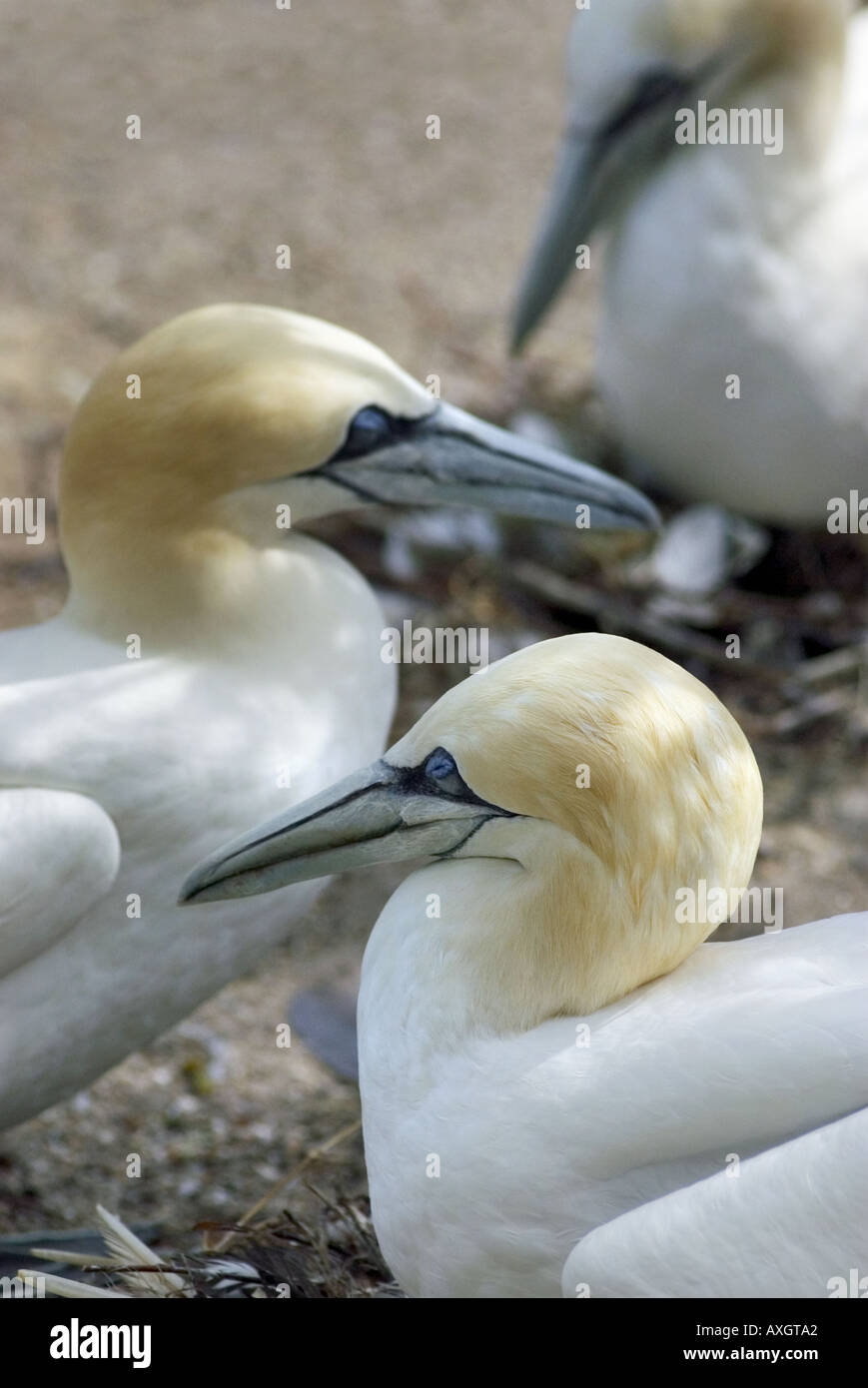 three gannets sitting on nest Stock Photo - Alamy