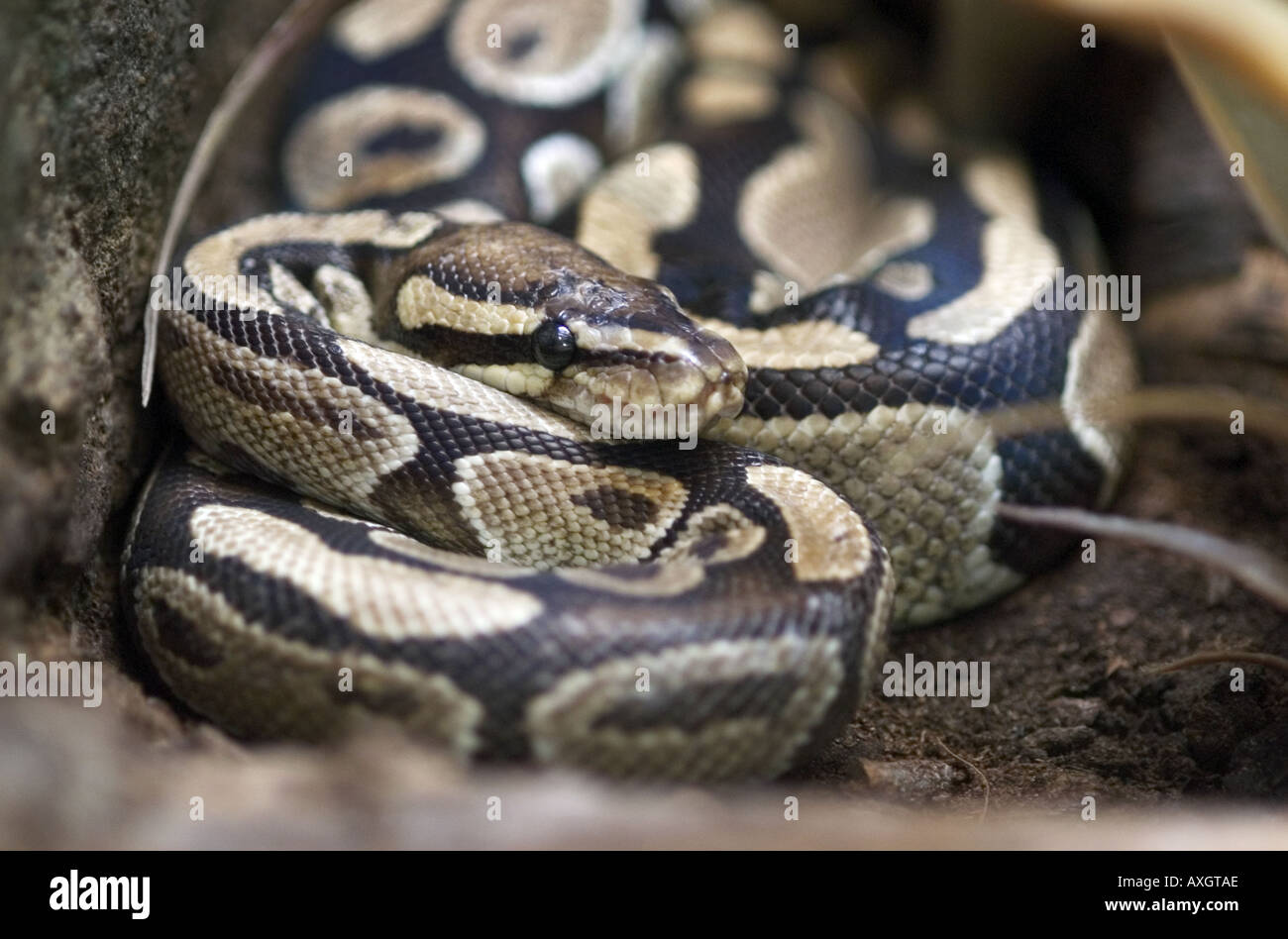 Royal curled up hi-res stock photography and images - Alamy