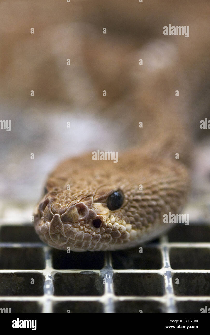 Red diamond rattlesnake hi-res stock photography and images - Alamy