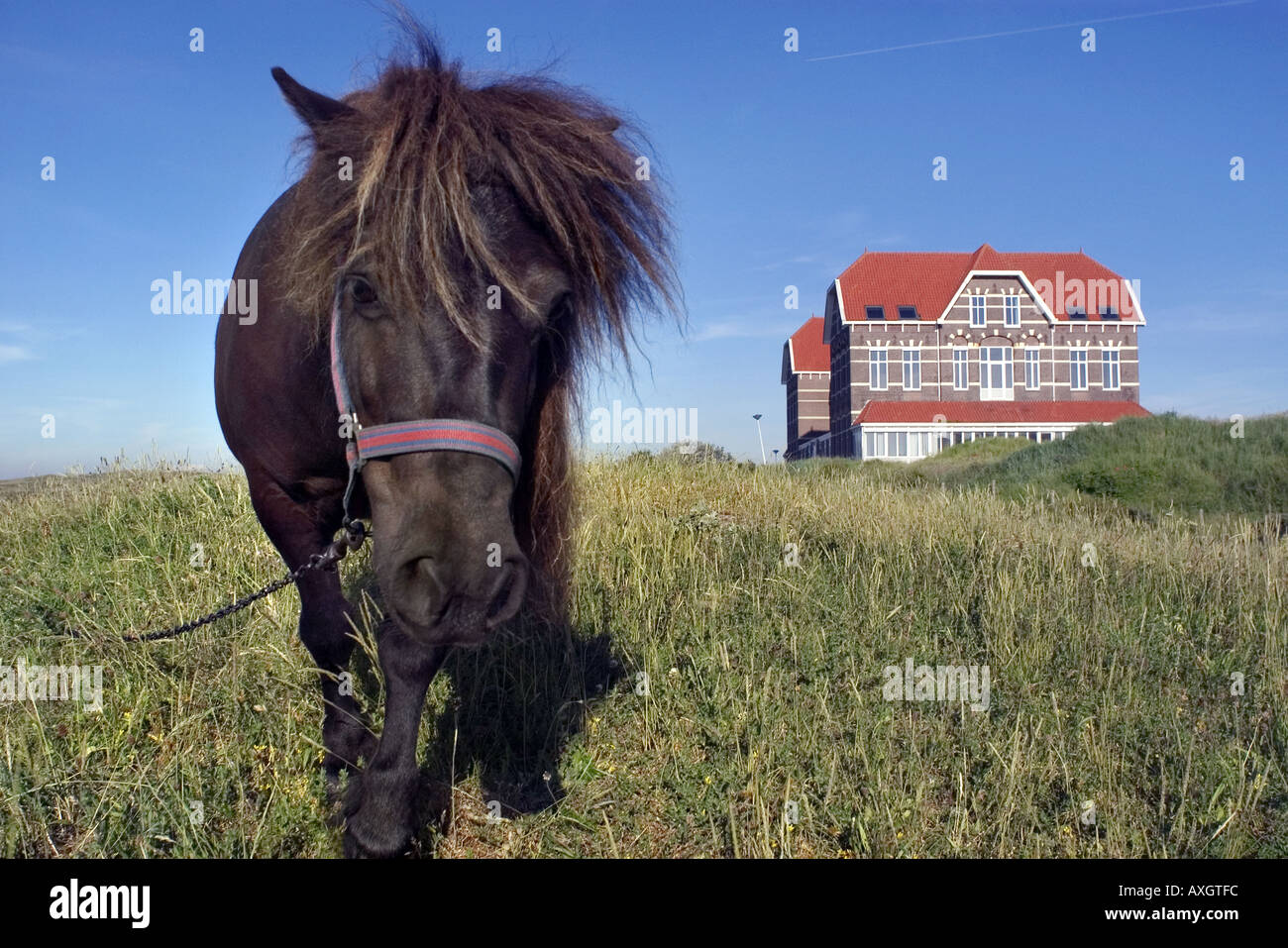 pony in a grass field Stock Photo - Alamy