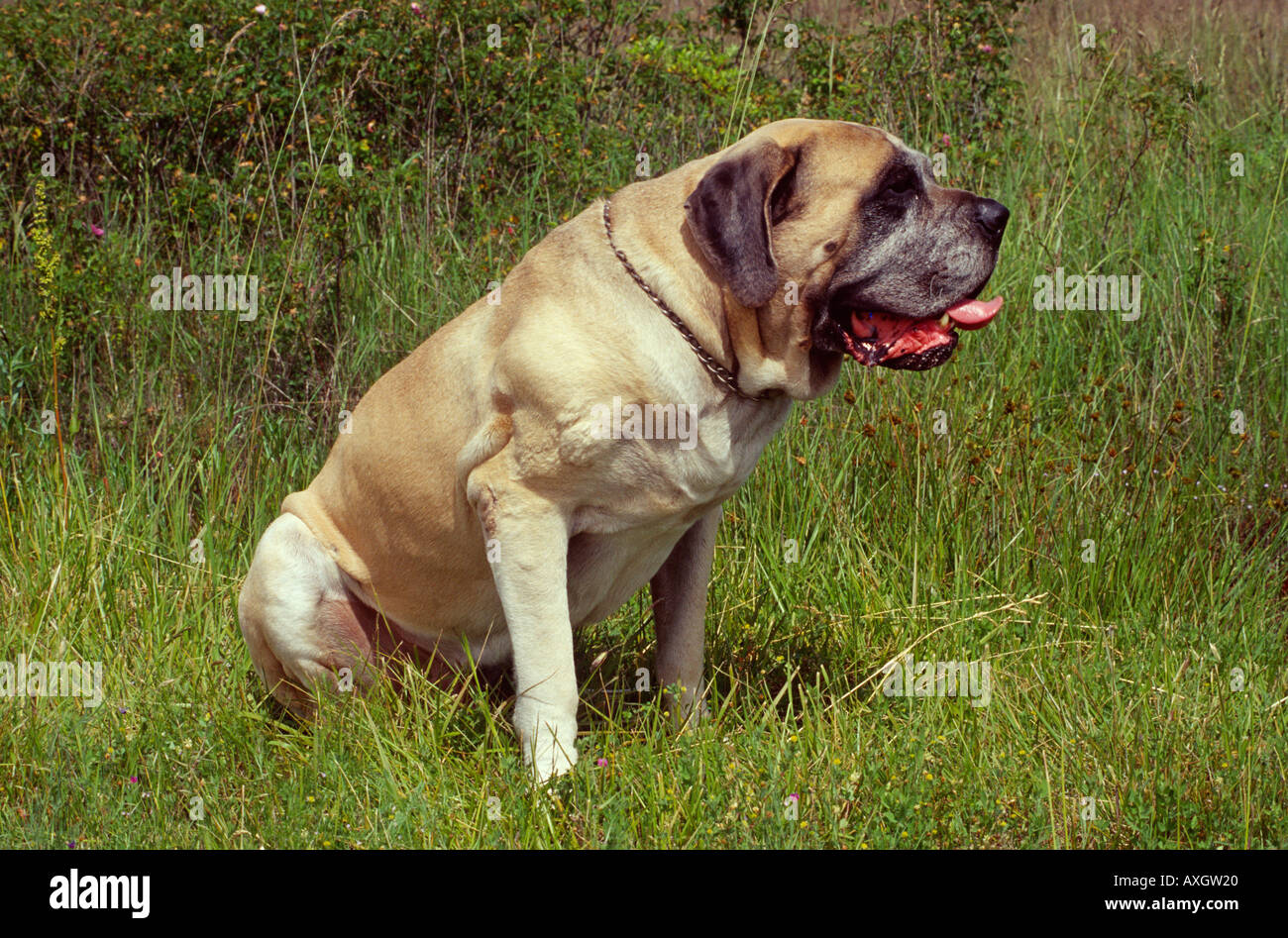 English Mastiff Full Grown Weight