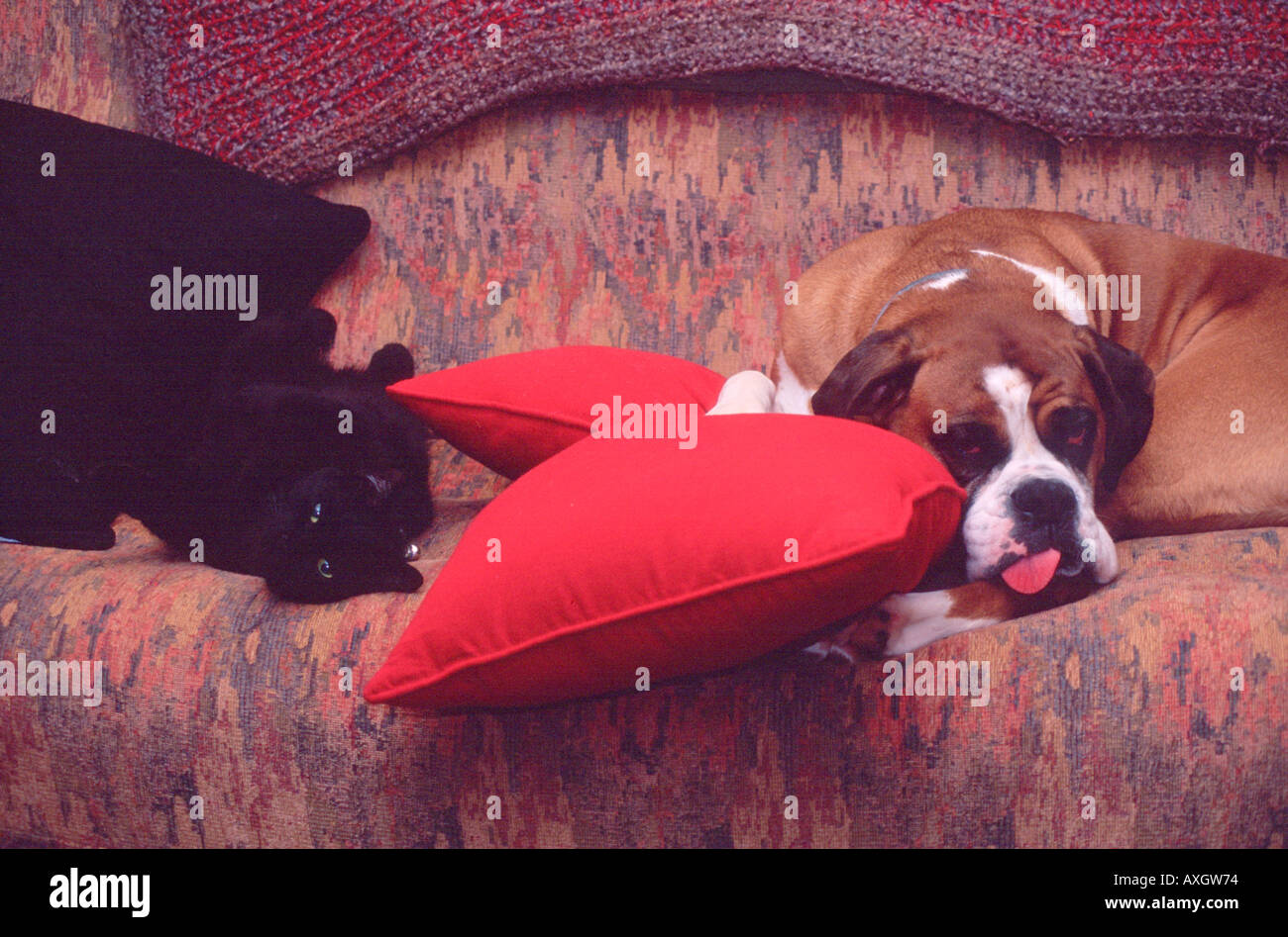 dog Boxer and cat black domestic lying together on couch PR CL Stock ...