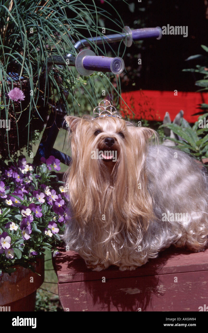 dog Yorkshire Terrier Yorkie wearing tierra garden setting flowers PR ...