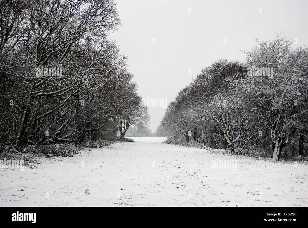 Galleywood common hi-res stock photography and images - Alamy