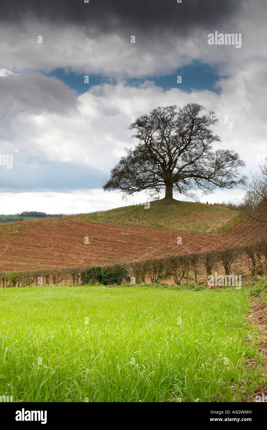 Lone tree standing in newly prepared field at springtime Stock Photo ...