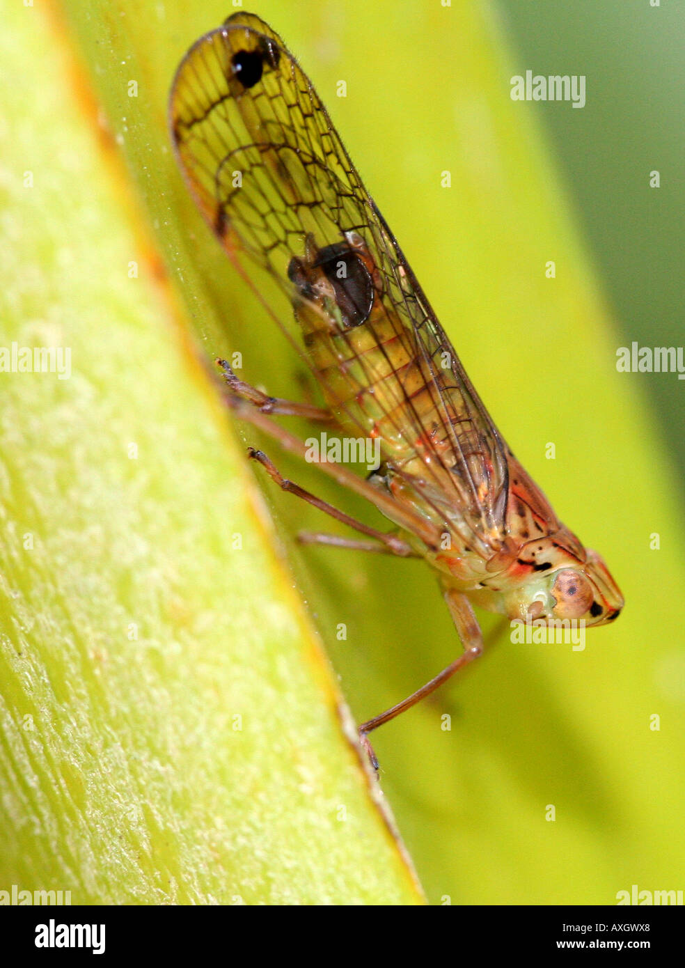 Transparent planthopper hi-res stock photography and images - Alamy