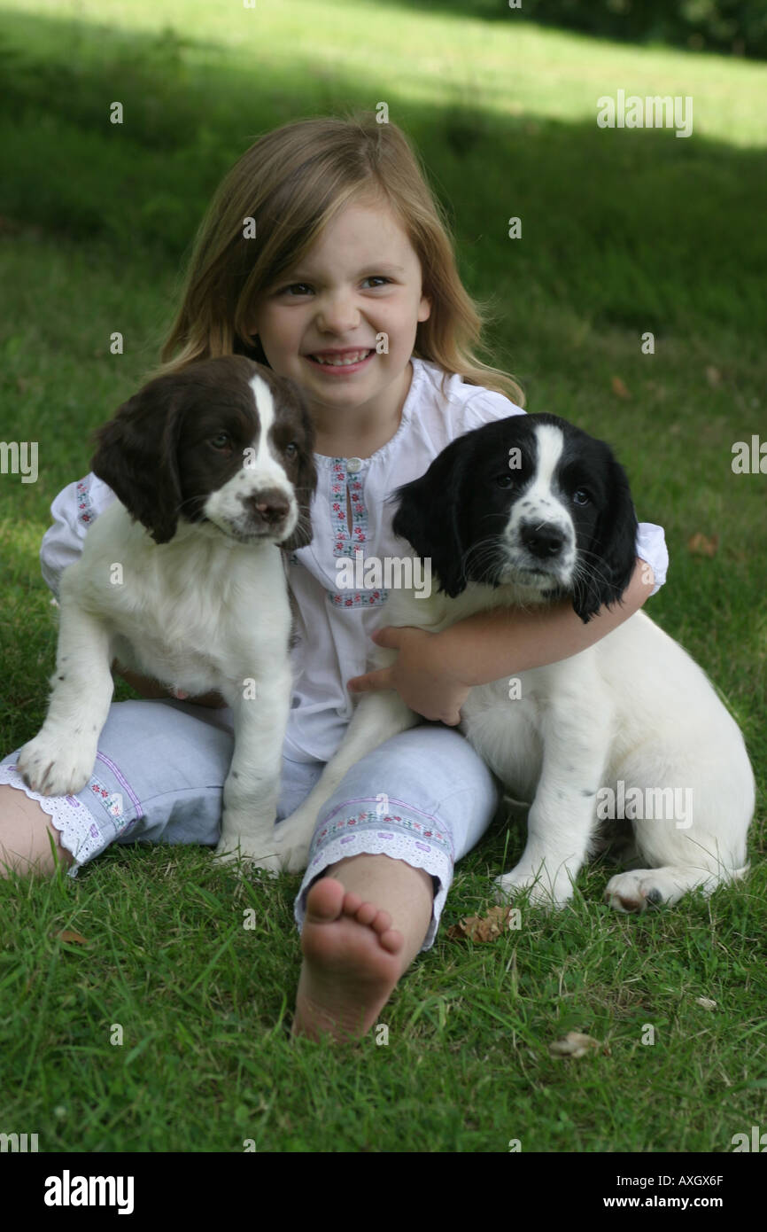 A very young girl sat playing with two Springer Spaniels Stock Photo ...