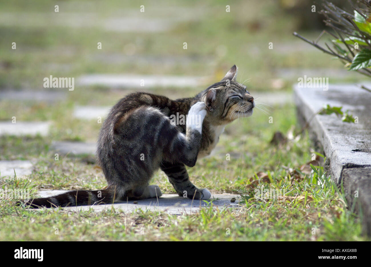 Scratch oneself hi-res stock photography and images - Alamy